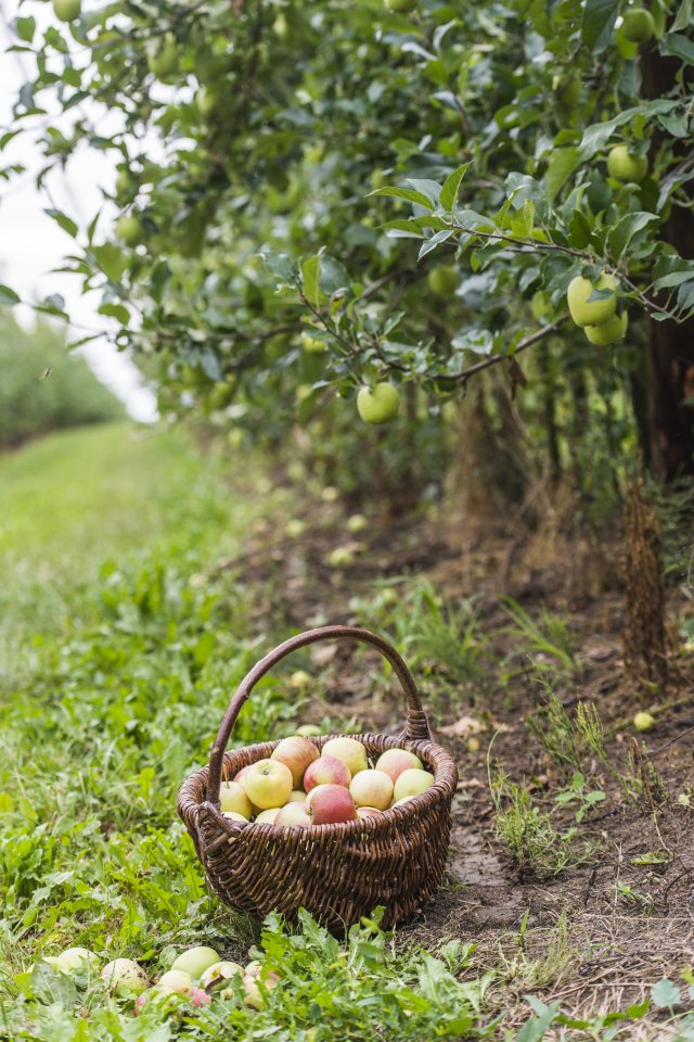 Apfelplantage | Schlossgut Polsingen